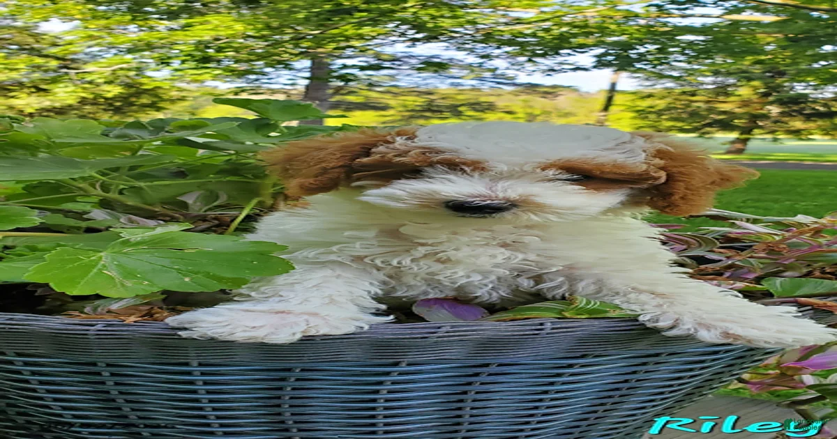 Red white Toy Poodle Puppies for sale | Lancaster Puppies
