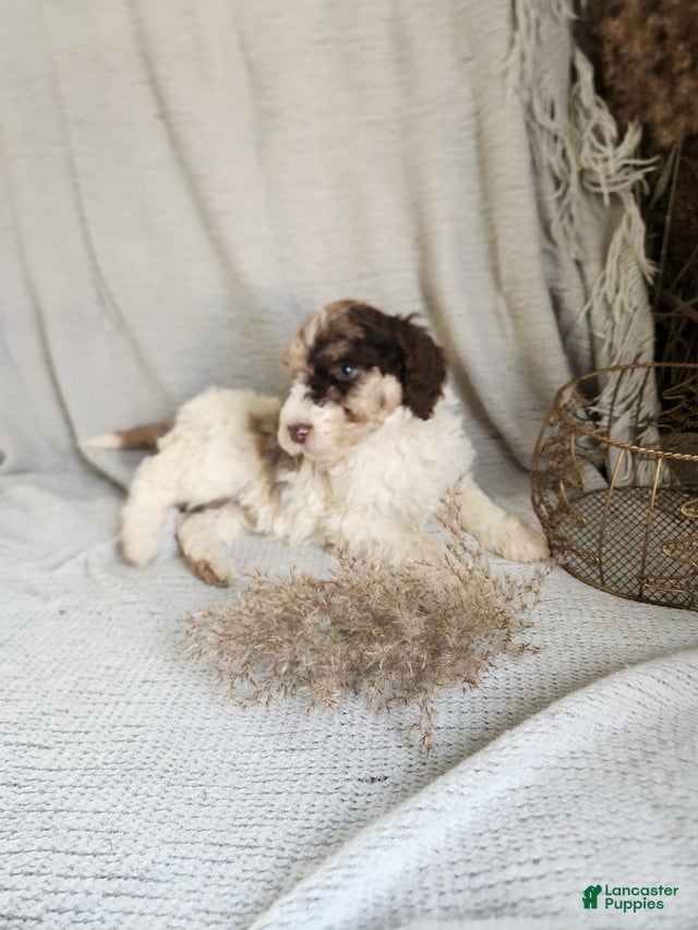 Leah for sale in Millersburg | Lancaster Puppies