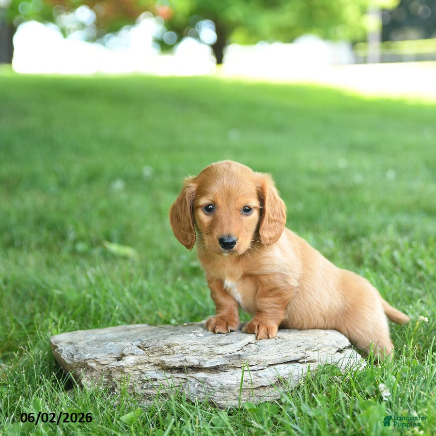 Gelato Miniature Dachshund for sale in East Earl | Lancaster Puppies