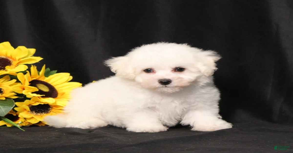 Adult bichon frise Pets & Animals for sale | Lancaster Puppies