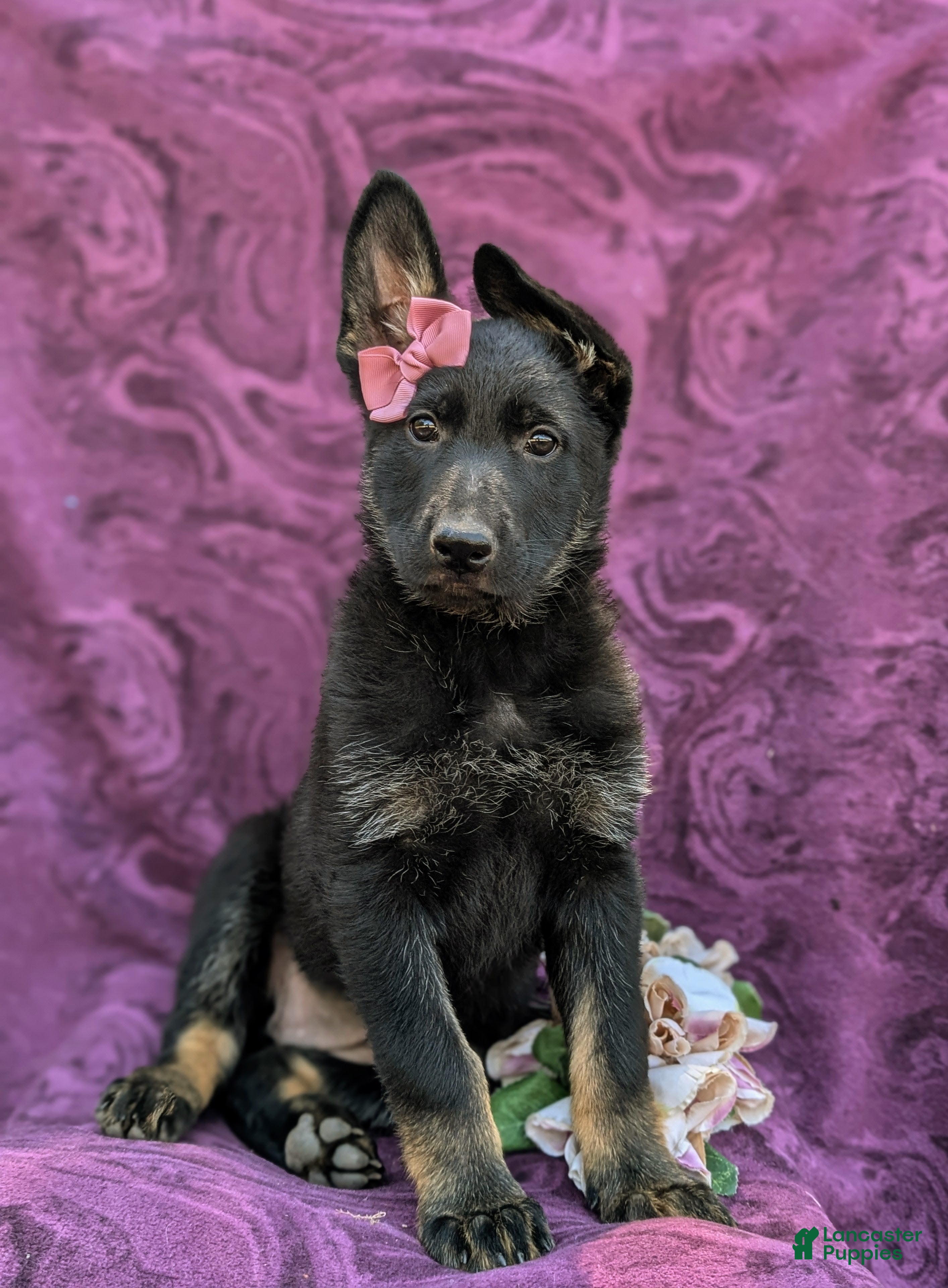 Sabrina German Shepherd for sale in Dover | Lancaster Puppies