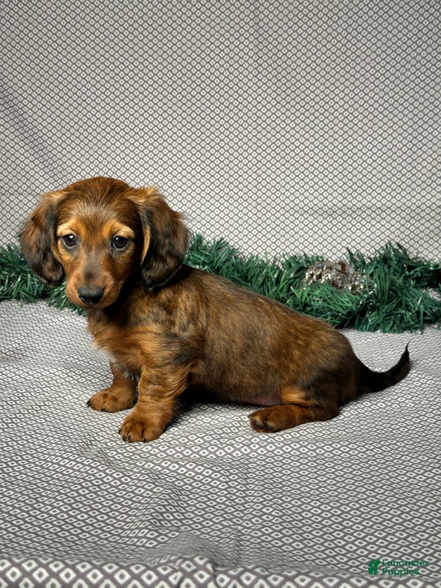 Mia for sale in Sugarcreek | Lancaster Puppies