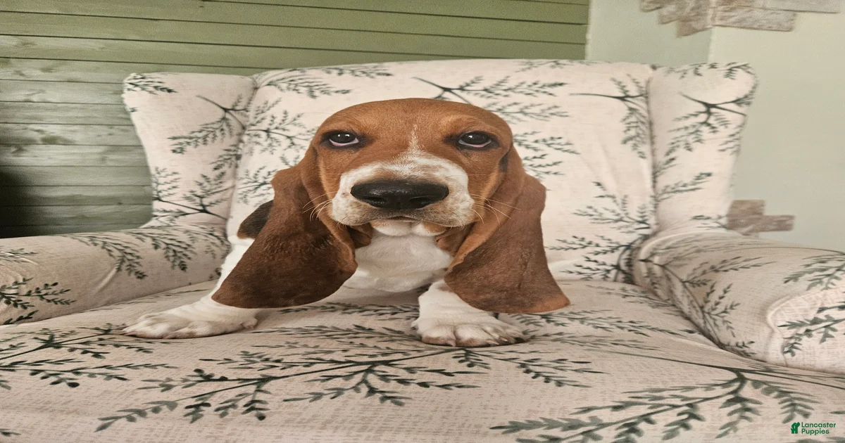 Basset Hound Puppies for sale | Lancaster Puppies