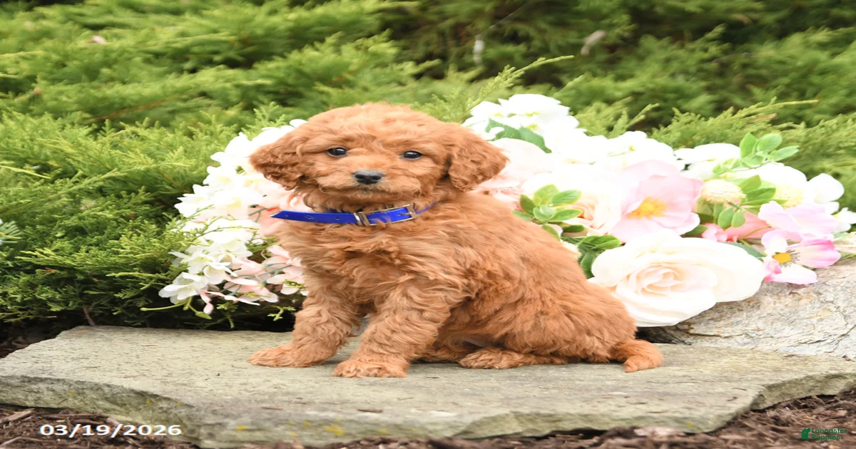 Sunshine Mini Goldendoodle for sale in Holtwood | Lancaster Puppies