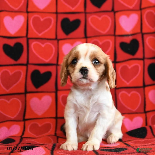 Tater Tot for sale in East Earl | Lancaster Puppies