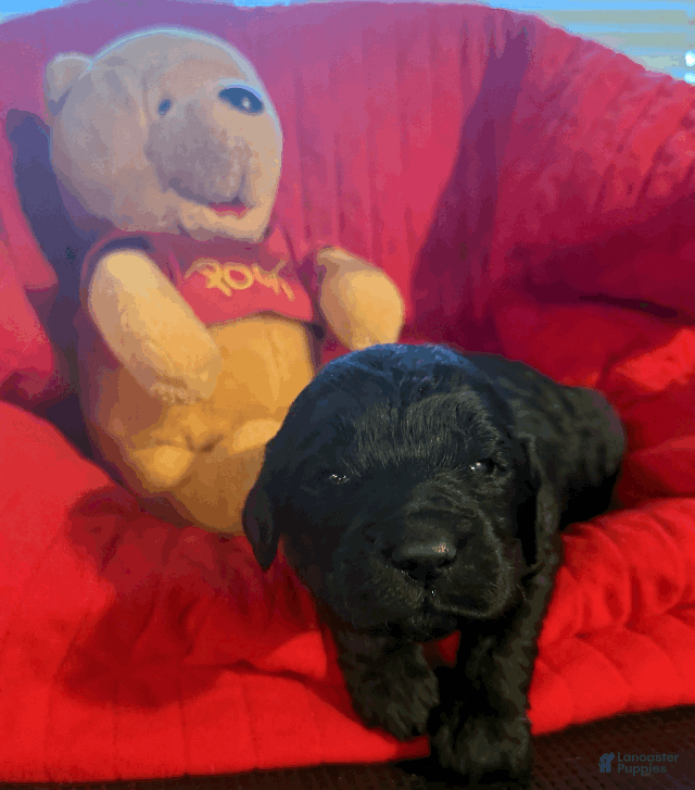 Light Green for sale in Buena Vista Township | Lancaster Puppies