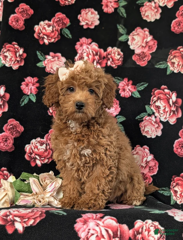 Tania Hypoallergenic Cockapoo for sale in New Holland | Lancaster Puppies