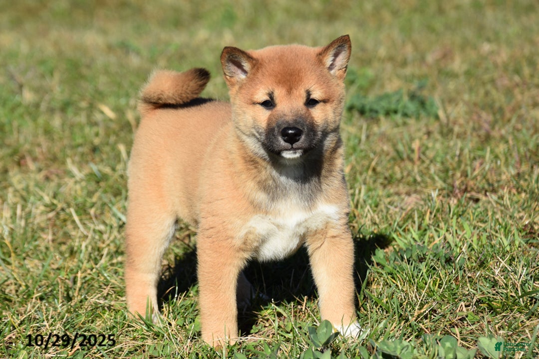 Buster for sale in Middleburg | Lancaster Puppies