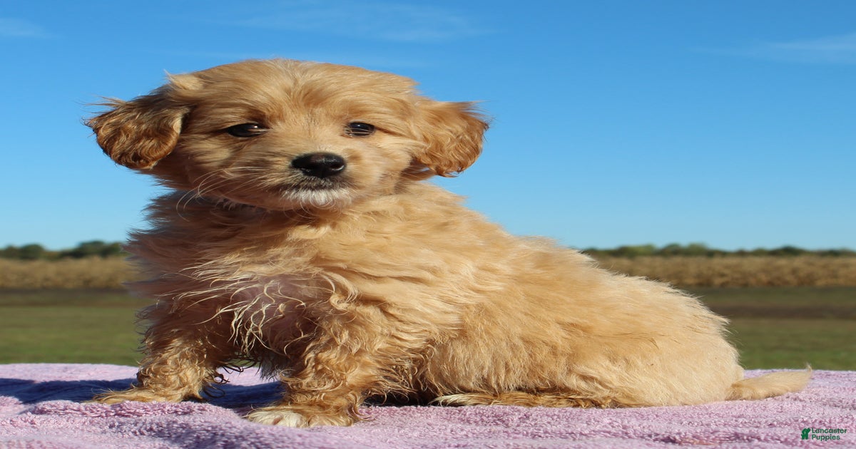 Tate for sale in Denton | Lancaster Puppies