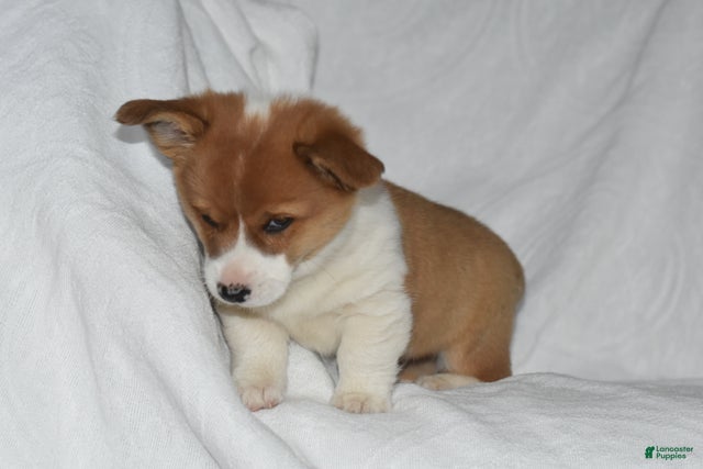 Tigger for sale in Stoneboro | Lancaster Puppies