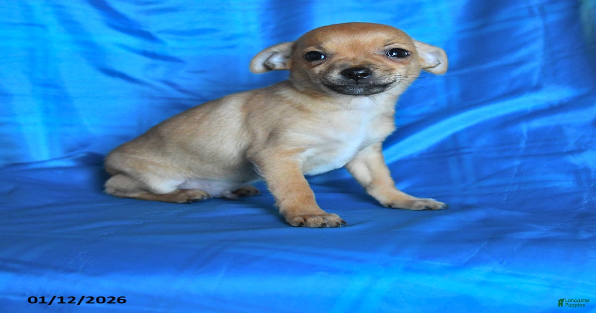 Sprite for sale in Mifflinburg | Lancaster Puppies