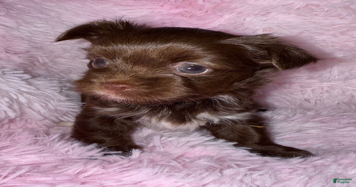 Baby for sale in Trenton | Lancaster Puppies