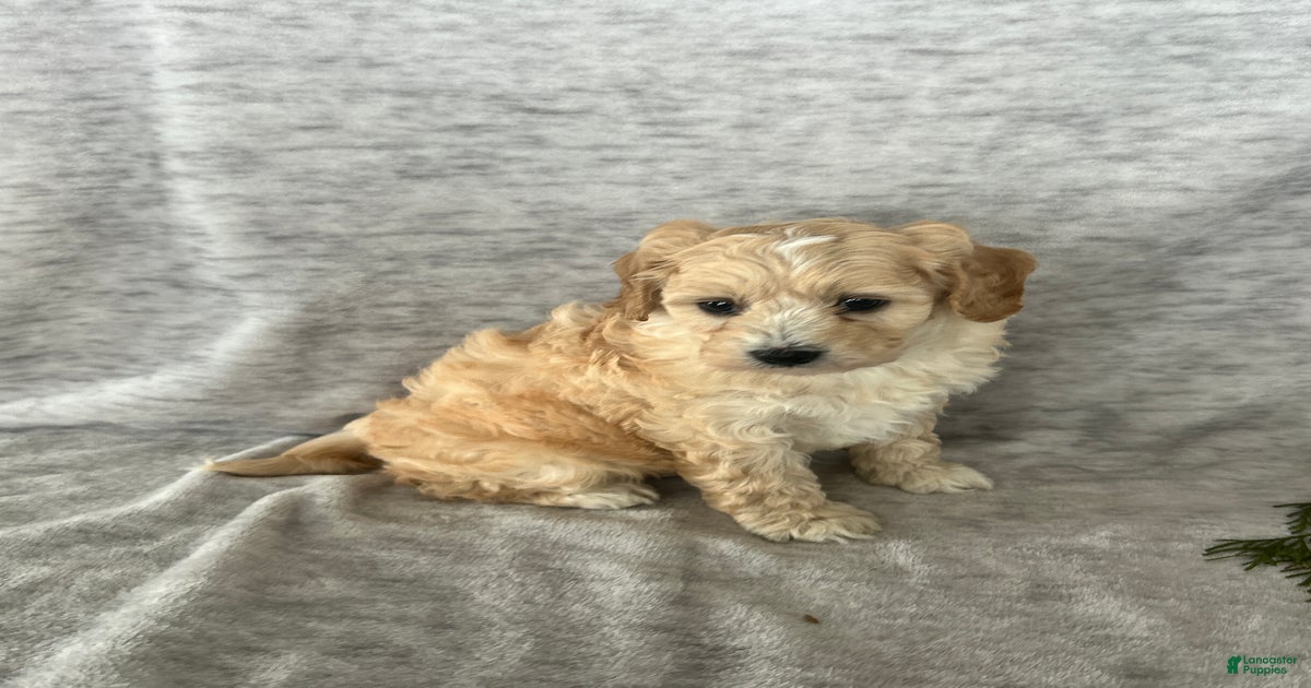 Cooper for sale in North Bangor | Lancaster Puppies