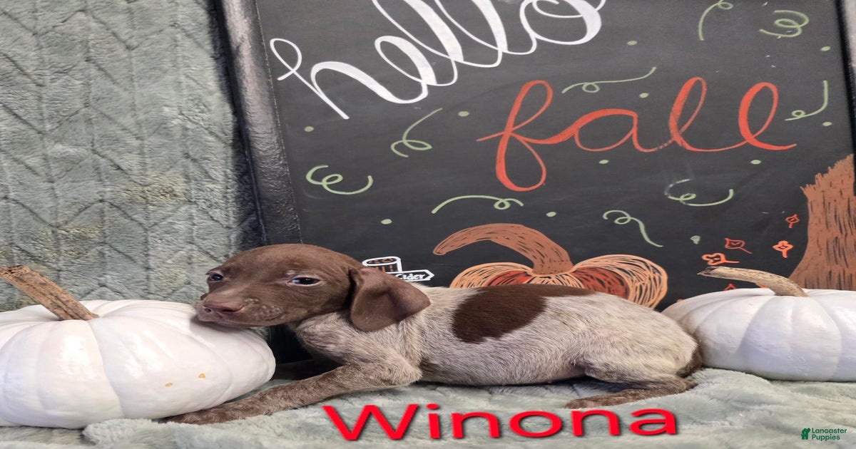 German Shorthaired Pointer Puppy 3 for sale in Scottsburg | Lancaster ...