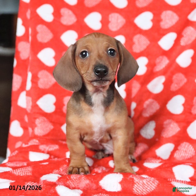 Jack for sale in McClure | Lancaster Puppies