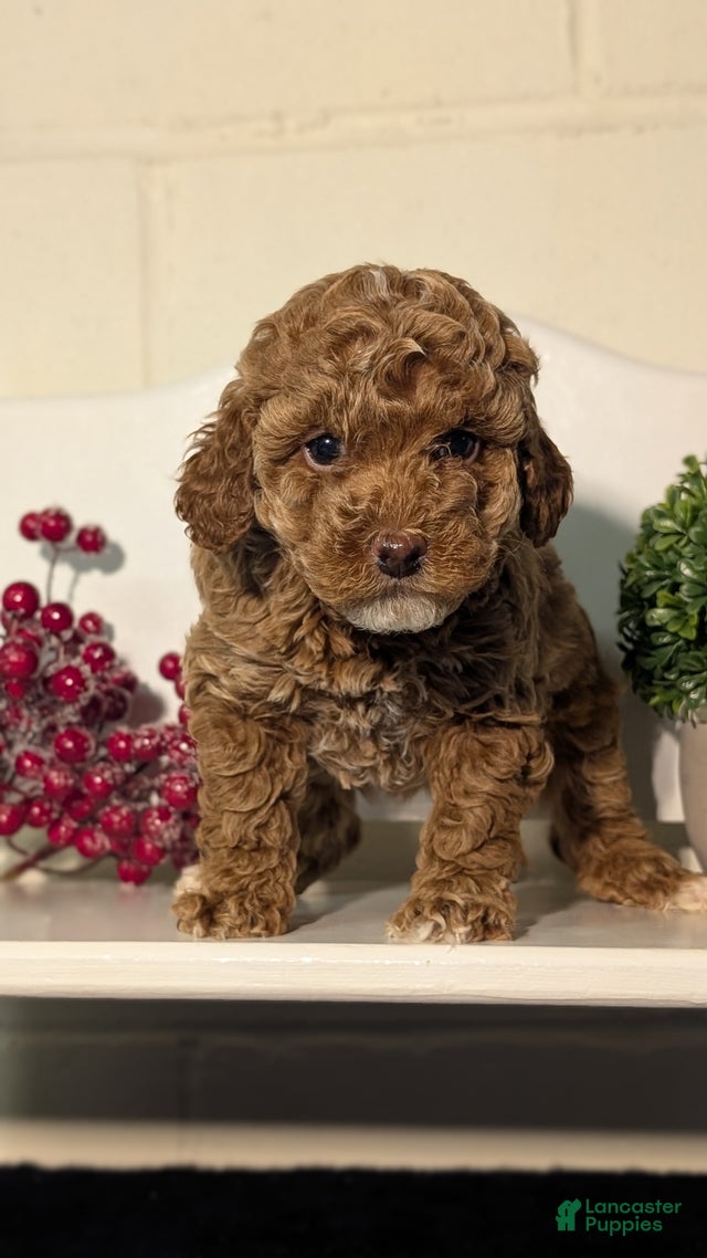 Harper for sale in Goshen | Lancaster Puppies