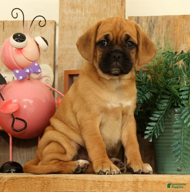 Maddison Puggle for sale in Fredericksburg | Lancaster Puppies