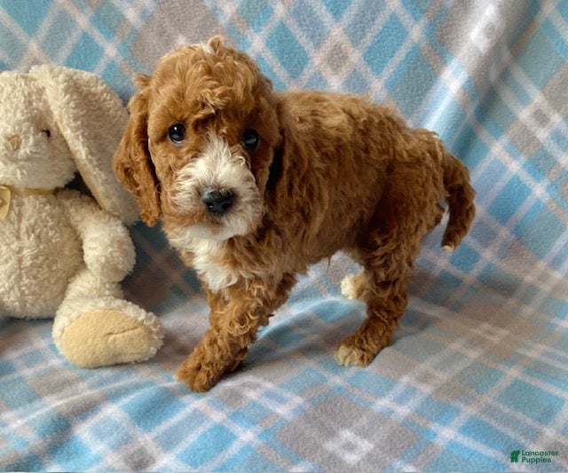 Captain for sale in Quarryville | Lancaster Puppies