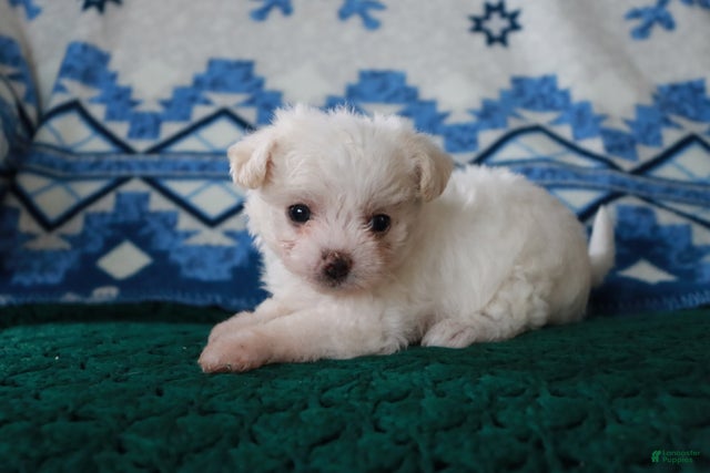 Darla for sale in Romulus | Lancaster Puppies