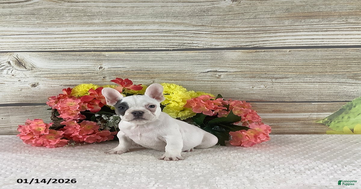 Joey for sale in Honey Brook | Lancaster Puppies