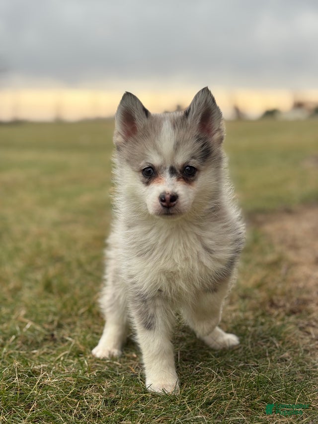 Timothy for sale in Shipshewana | Lancaster Puppies