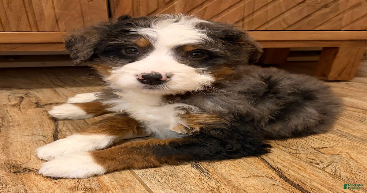 💚 IN BOSTON MASSACHUSETTS AREA 💚 BLUE MERLE TRI COLOR BOY 💚 MINI ...