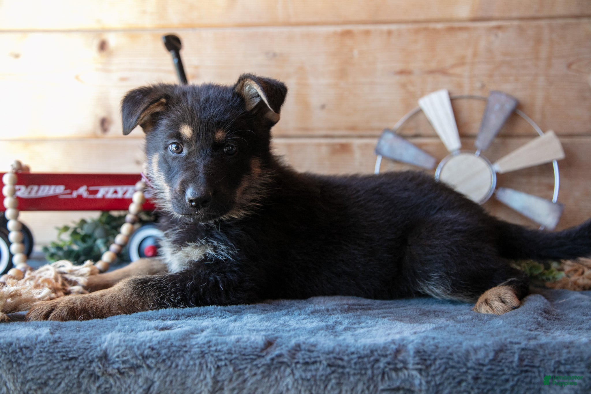 Montana German Shepherd for sale in Gordonville | Lancaster Puppies