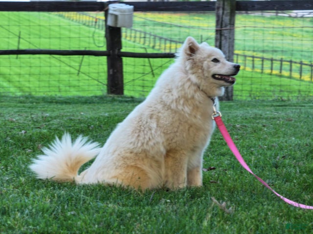Miss Muffet for sale in Guthrie | Lancaster Puppies