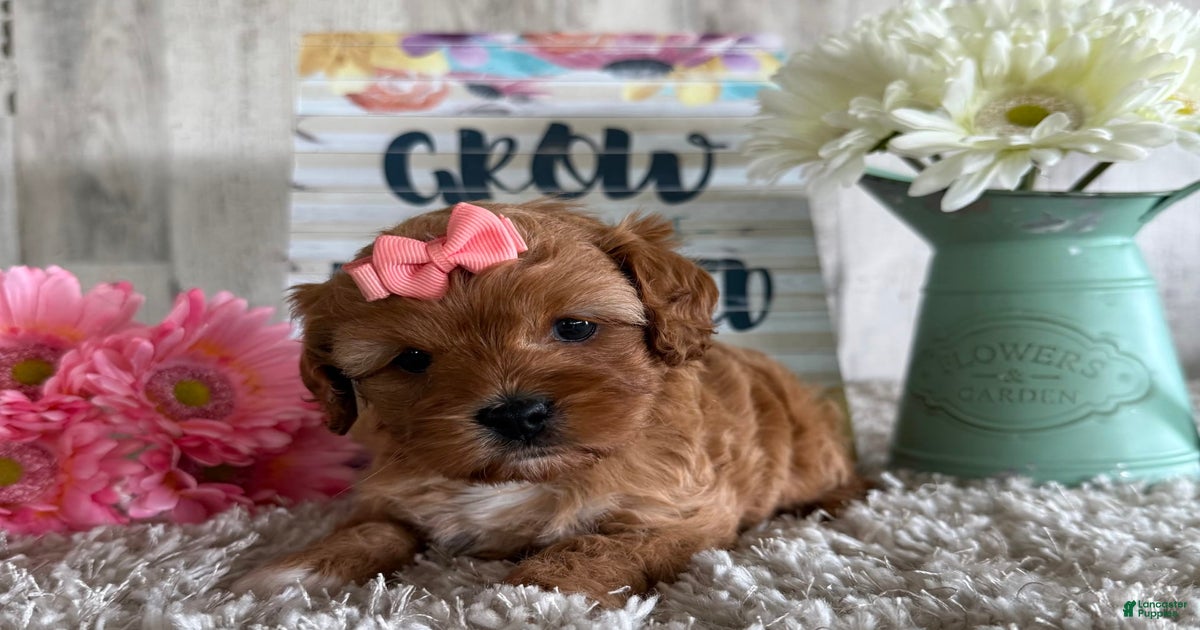 Cavapoo 2 puppies for sale in Topeka | Lancaster Puppies