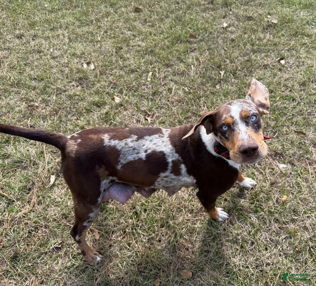 Catahoula Leopard Dog Puppy 3 for sale in Keithville | Lancaster Puppies