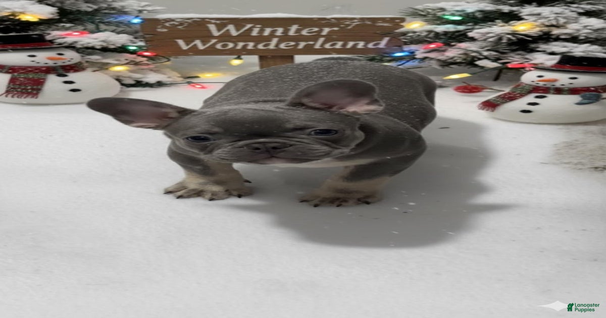 HARLIE for sale in Beach City | Lancaster Puppies