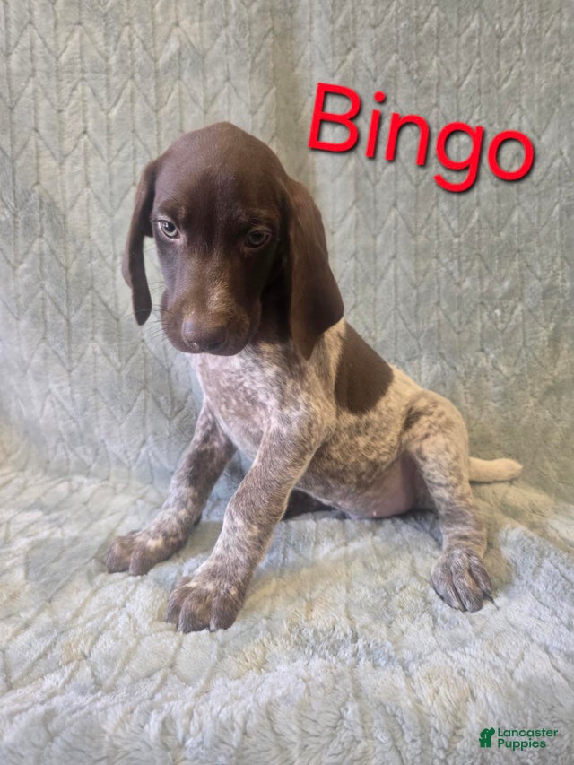 German Shorthaired Pointer Puppy 1 for sale in Scottsburg | Lancaster ...