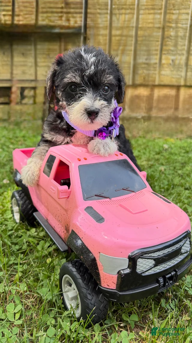 Molly Yorkshire Terrier for sale in Asheville | Lancaster Puppies