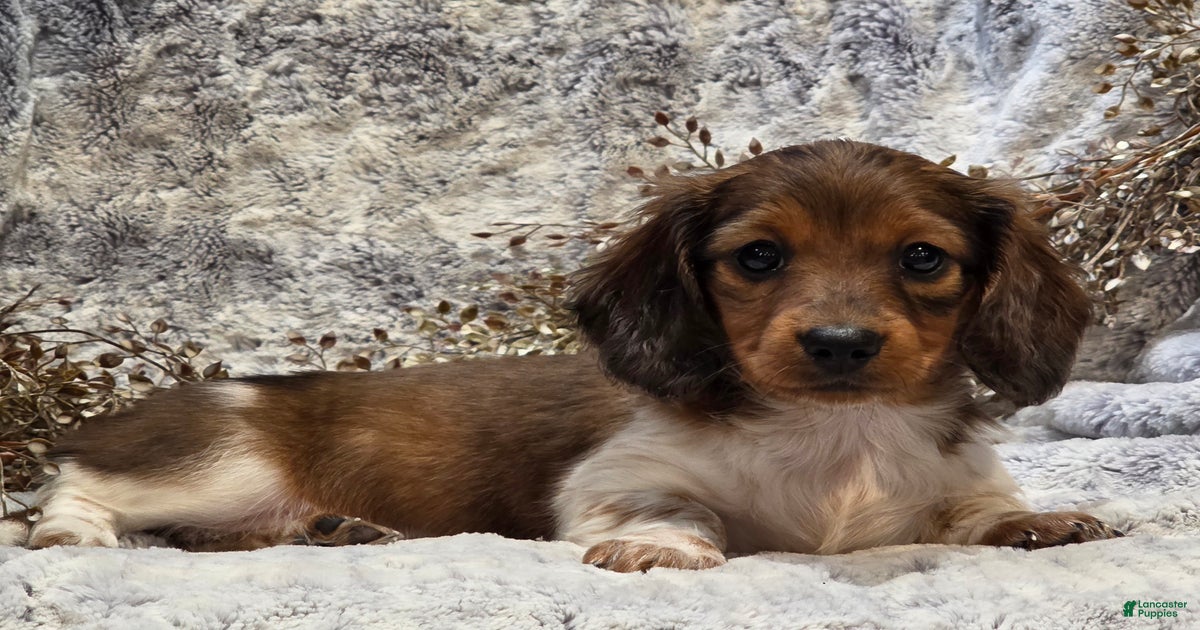 Tiffany for sale in Stanley | Lancaster Puppies