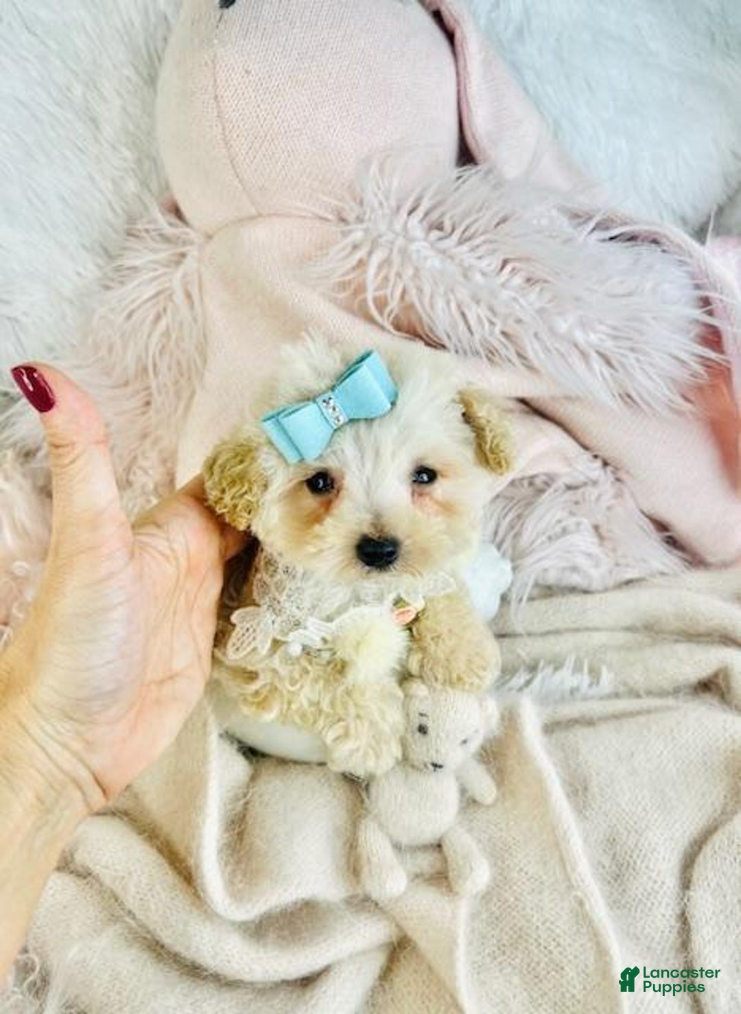 Toy Poodle Puppy 2 for sale in Delray Beach | Lancaster Puppies