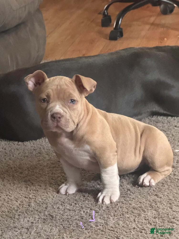 American Bully Puppy 3 American Bully for sale in Lorain | Lancaster ...