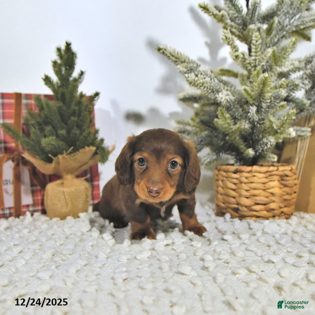 Randy for sale in Topeka | Lancaster Puppies