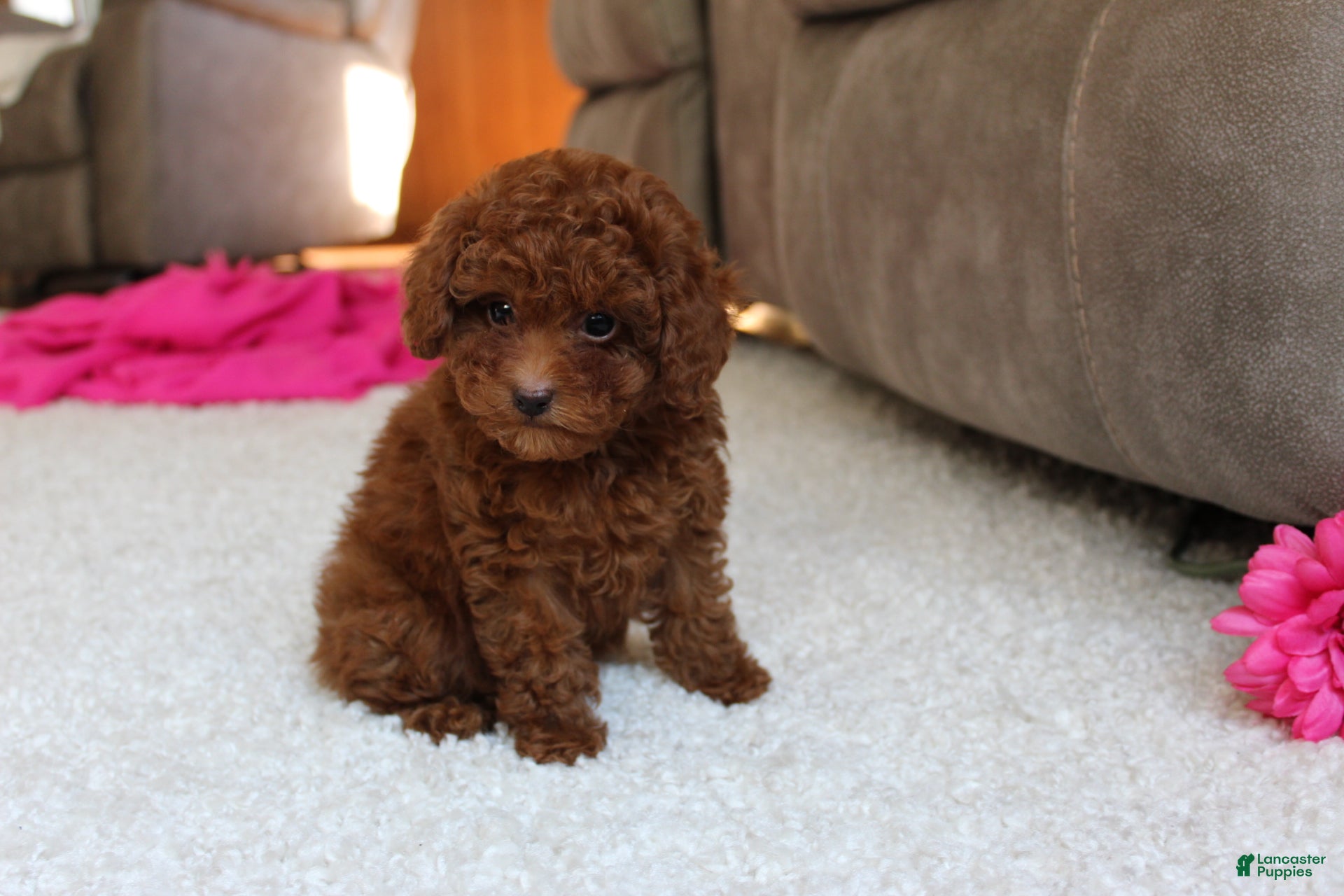 Toy Poodle Puppies for sale in Ohio | Lancaster Puppies