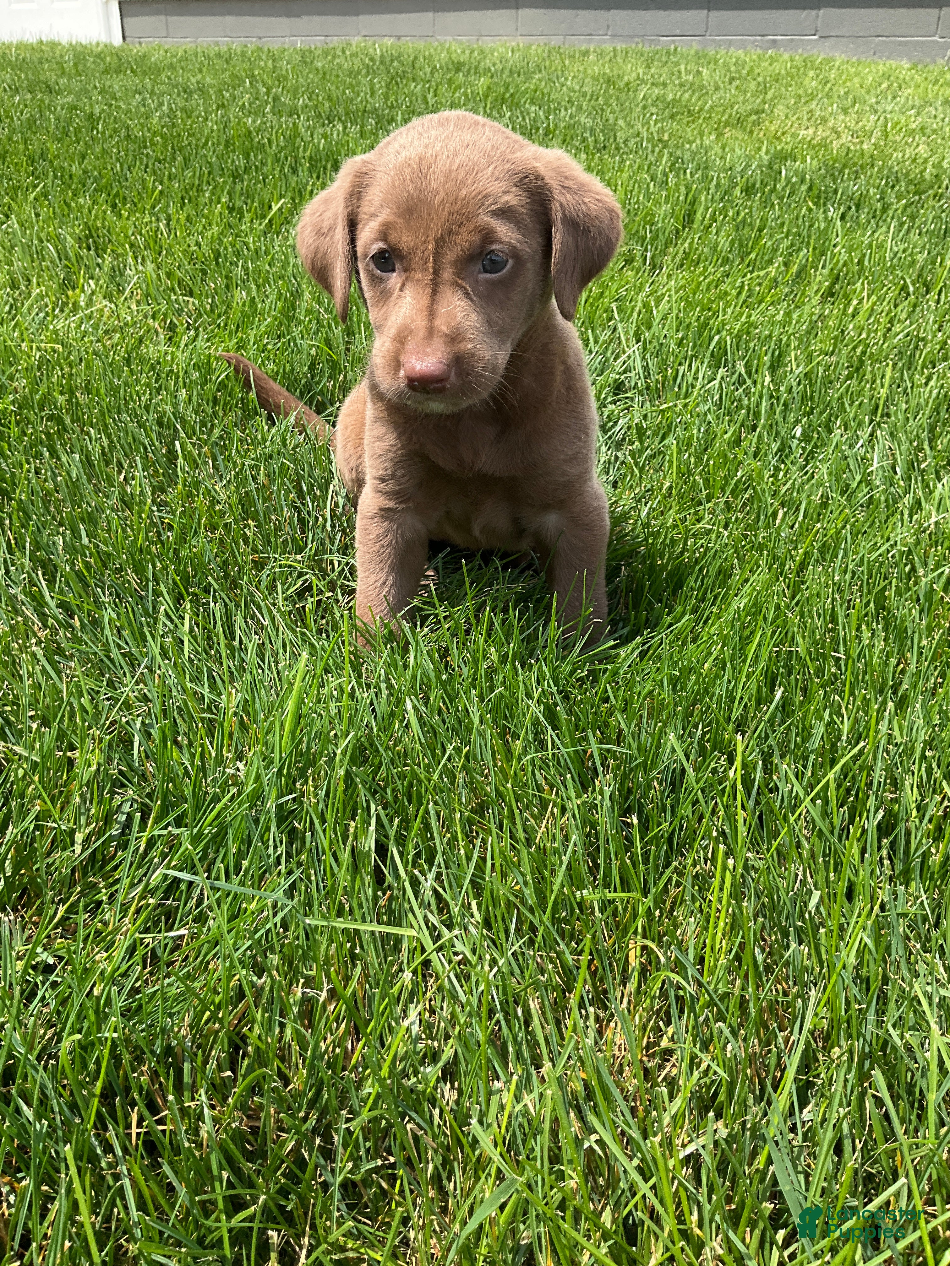 Lindy Labrador Retriever for sale in Millersburg | Lancaster Puppies