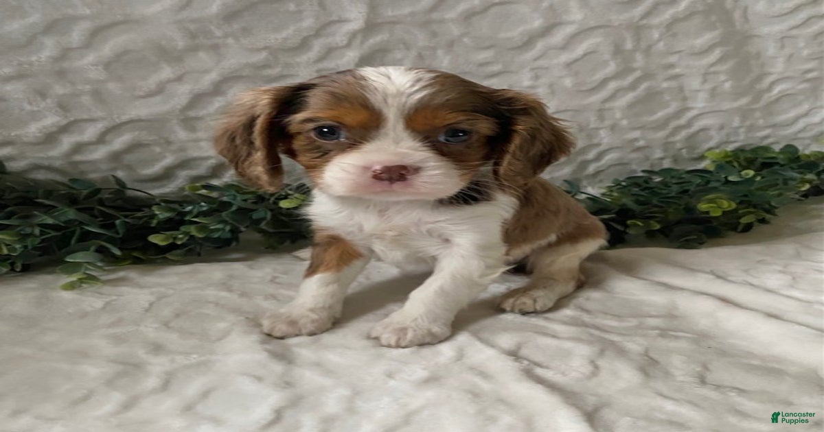Gilbert- Chocolate merle for sale in Quarryville | Lancaster Puppies