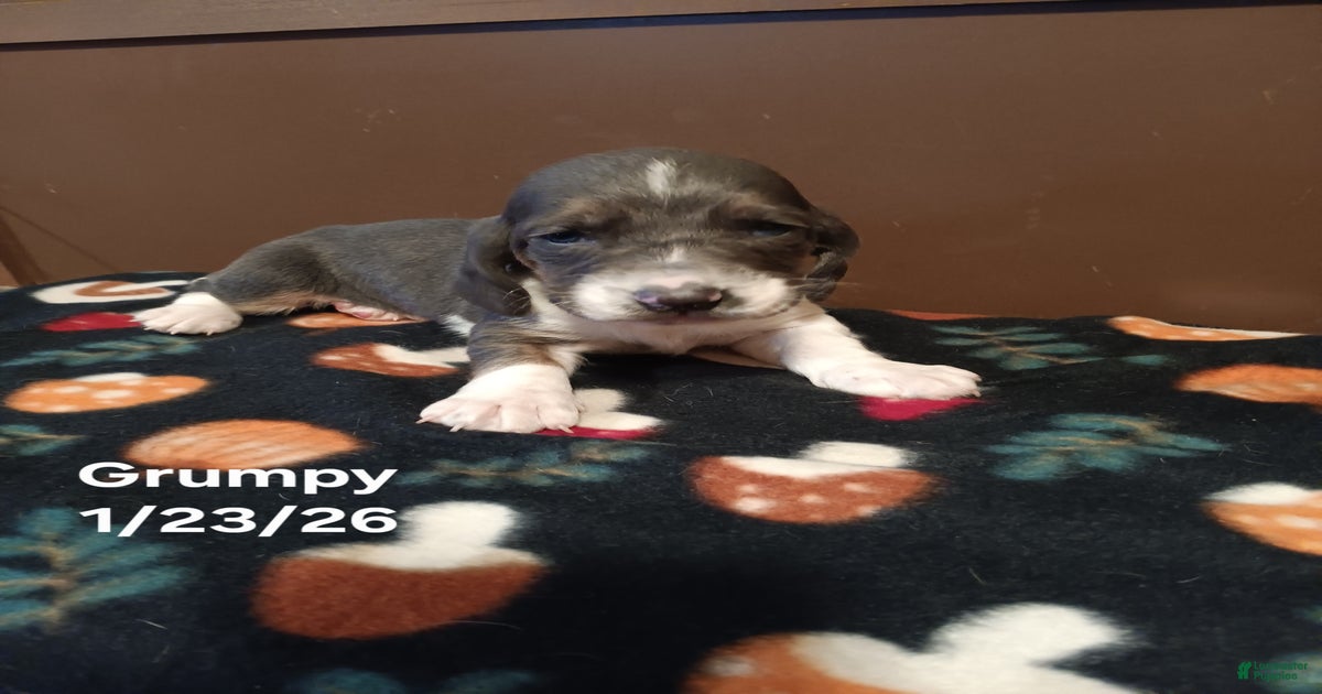 Grumpy for sale in Sidney | Lancaster Puppies
