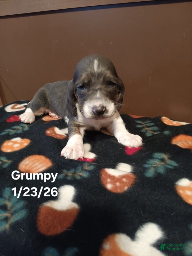 Grumpy for sale in Sidney | Lancaster Puppies