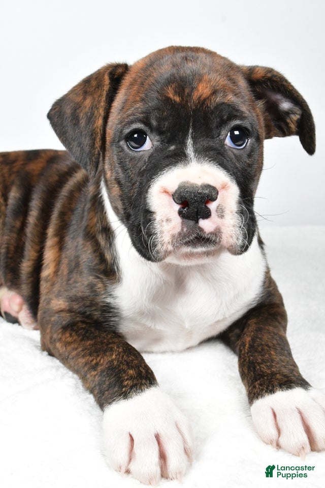 Amber for sale in Baltic | Lancaster Puppies