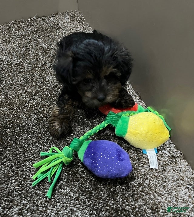 Ruby for sale in Dover | Lancaster Puppies