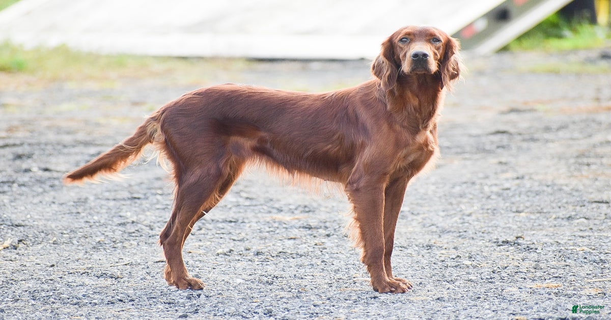 Twila for sale in Honey Brook | Lancaster Puppies
