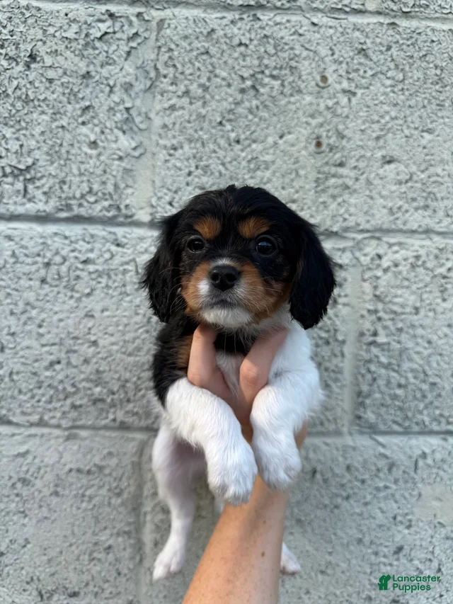 Cavapoo Puppy 3 Cavapoo for sale in Paxinos | Lancaster Puppies