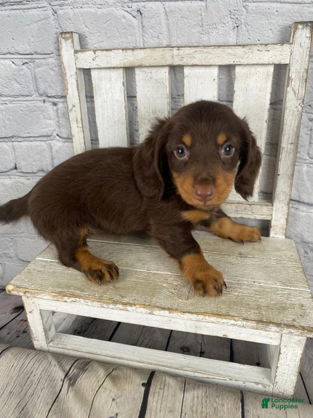 Bonnie Miniature Dachshund for sale in Millersburg | Lancaster Puppies