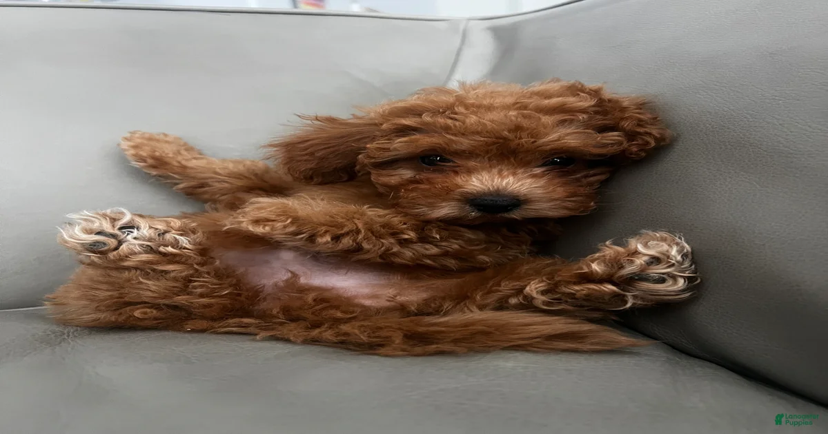Red Toy Poodle Puppies for sale | Lancaster Puppies