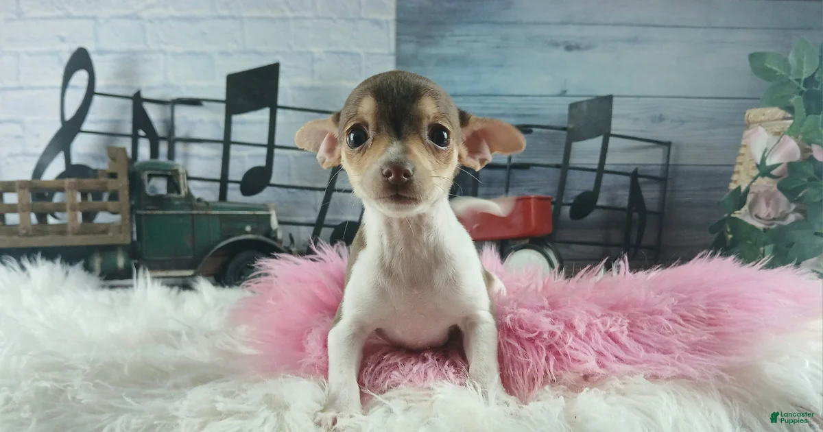 We deliver. Teacup chocolate female Chihuahua Chihuahua for sale in ...