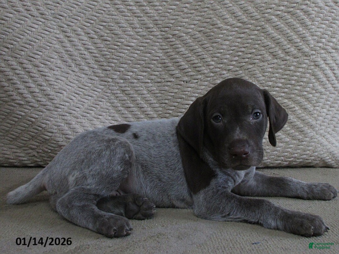 Elmira for sale in Columbia Cross Roads | Lancaster Puppies